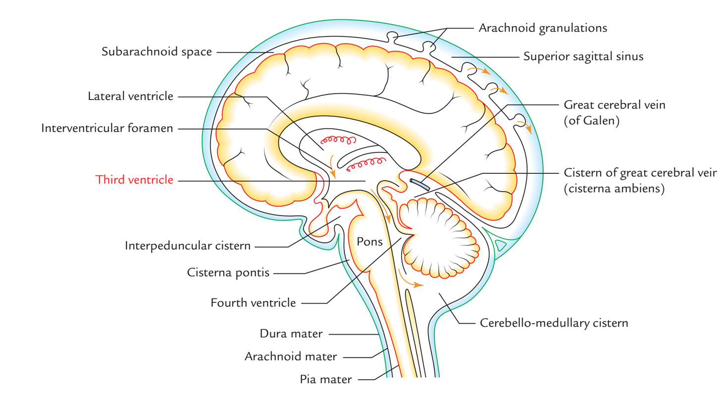 Easy Notes On Third Ventricle Learn In Just 4 Minutes 