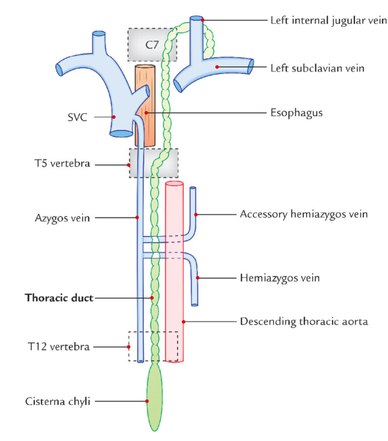 Thoracic Duct- Formation, Course, Connection, Tributaries and ...
