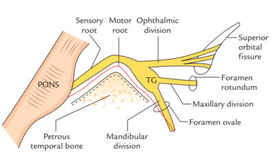 Trigeminal Nerve – Earth's Lab