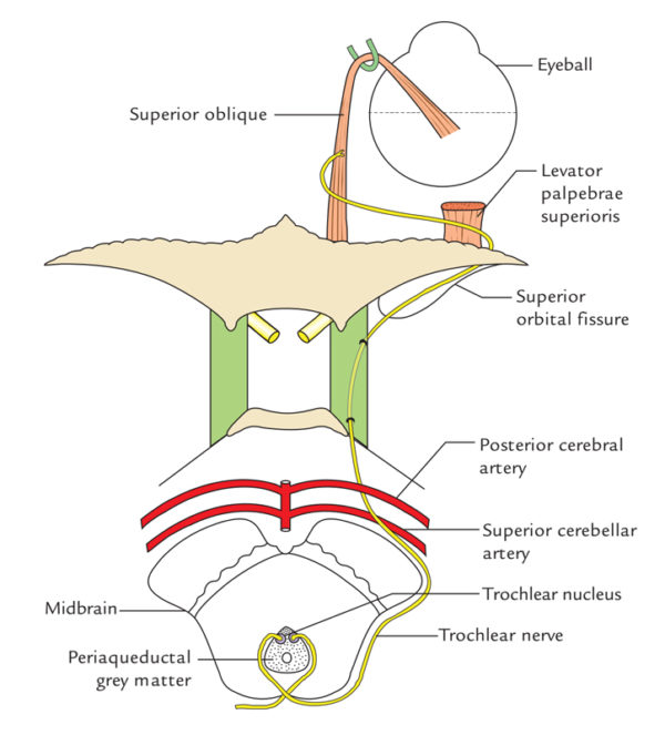 Trochlear Nerve – Earth's Lab