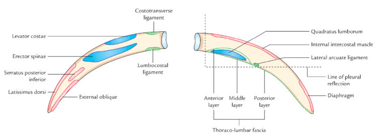 Rib Cage Anatomy – Earth's Lab