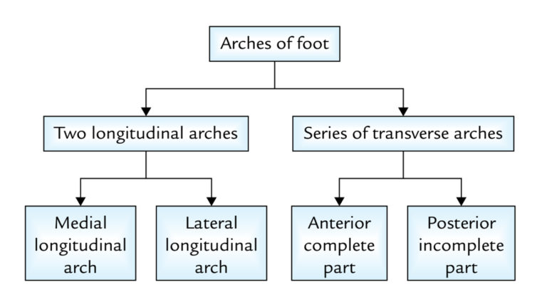 Arches of the Foot – Earth's Lab