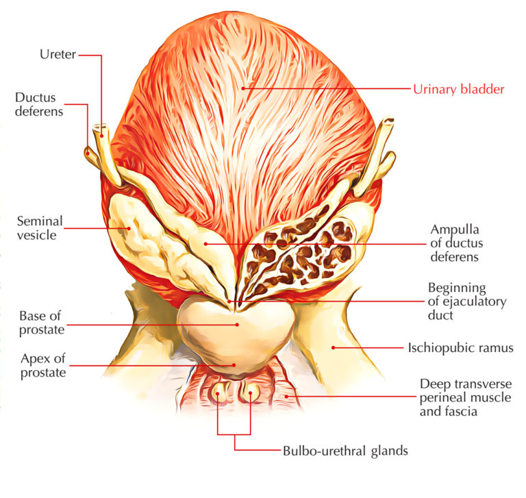 Urinary Bladder – Earth's Lab