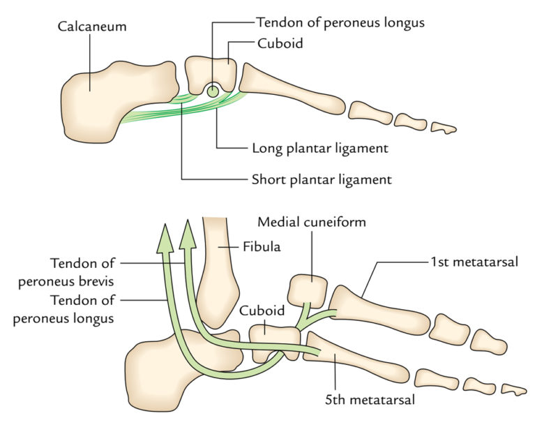 Arches of the Foot – Earth's Lab