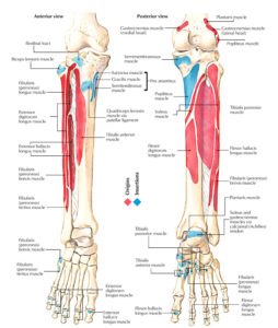 Fibula – Earth's Lab