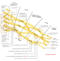 Brachial Plexus Anatomy and Clinical Correlation