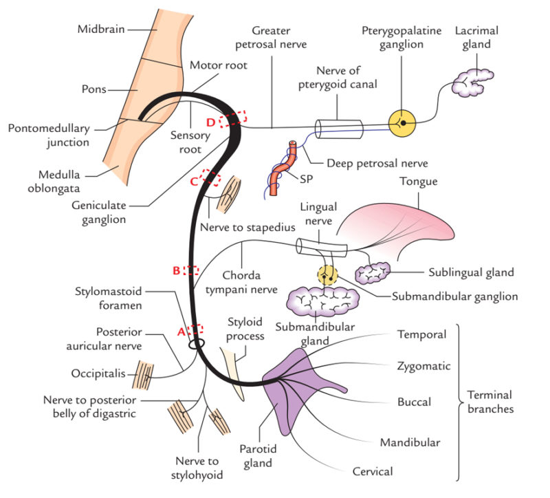 Facial Nerve – Earth's Lab