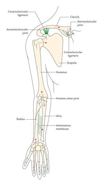 Transmission of force in the Upper Limb – Earth's Lab