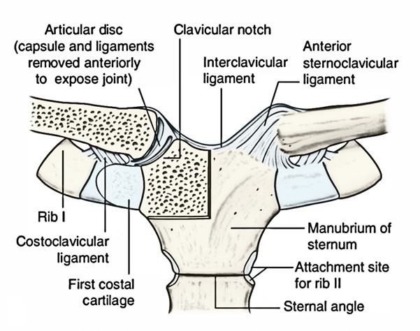 Sternoclavicular Joint Anatomy – Earth's Lab