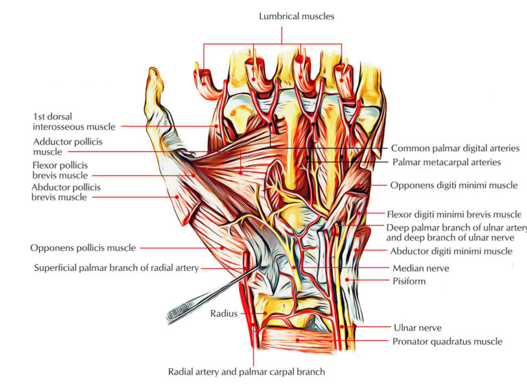 Intrinsic Muscles of the Hand – Earth's Lab