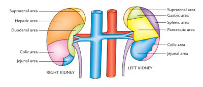 Kidneys – Earth's Lab