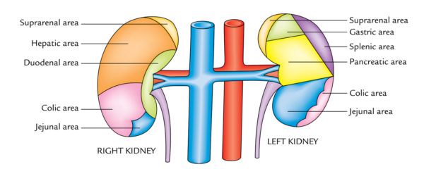 Easy Notes On 【Kidneys】Learn in Just 4 Minutes! – Earth's Lab