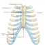 Interchondral Joints and Manubriosternal Joint – Earth's Lab