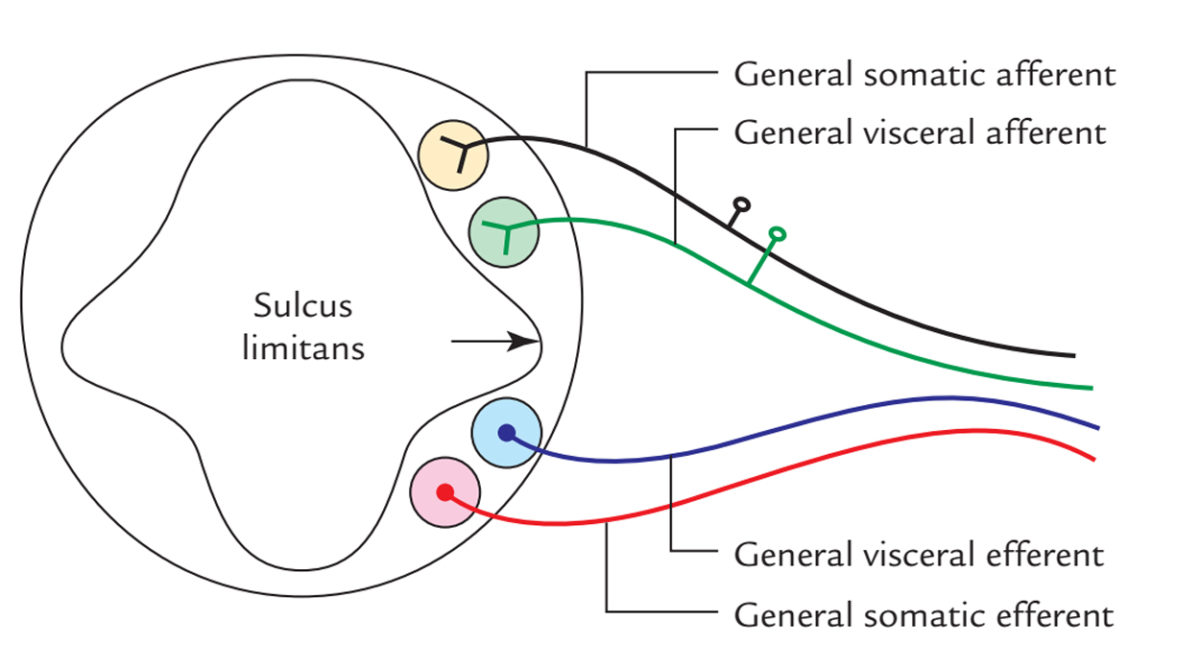 Medulla Oblongata – Earth's Lab