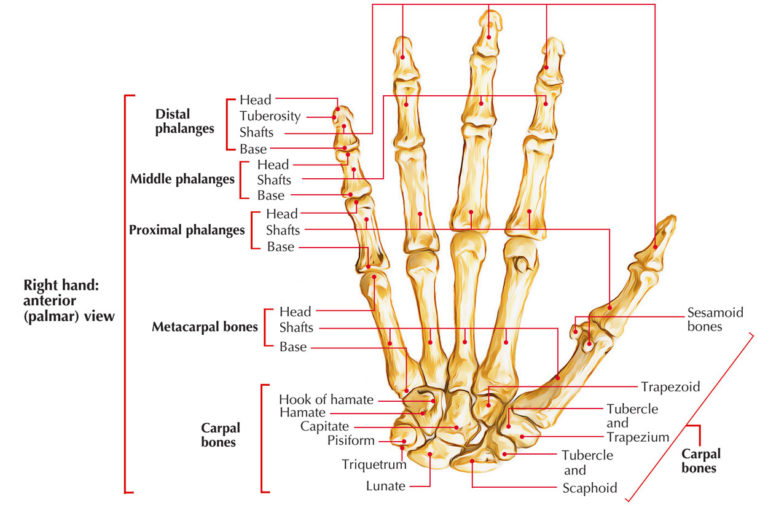 Bones of the Hand Anatomy – Earth's Lab