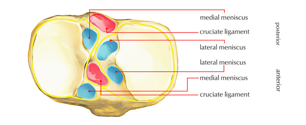 Tibia (Shinbone) – Earth's Lab