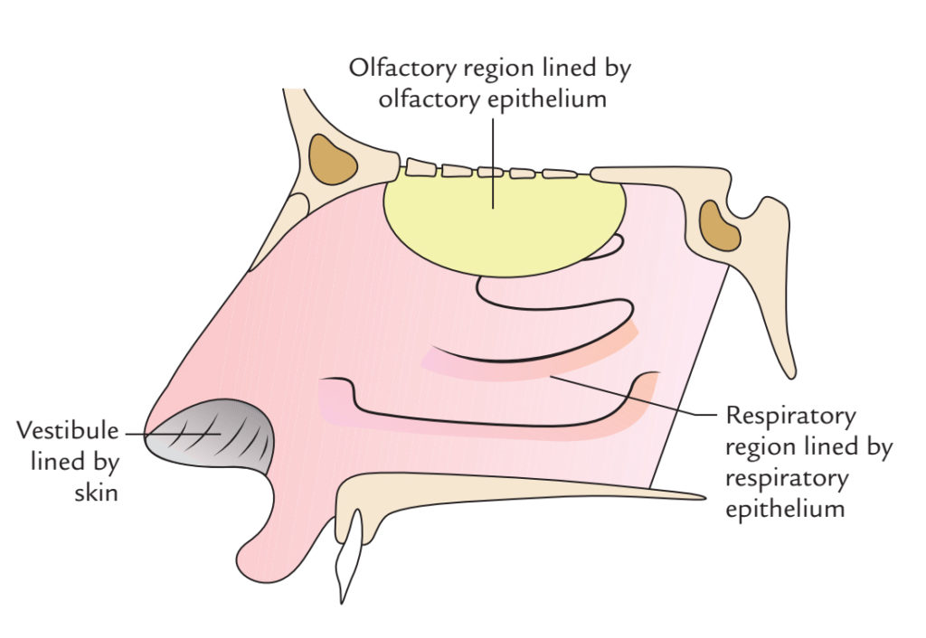 Easy Notes On 【nasal Cavity】learn In Just 4 Minutes