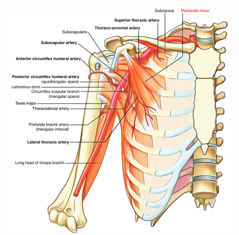 Pectoral Region Muscles Anatomy – Earth's Lab Pectoral Region Muscles Anatomy – Earth's Lab