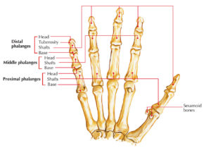 Bones of the Hand Anatomy – Earth's Lab