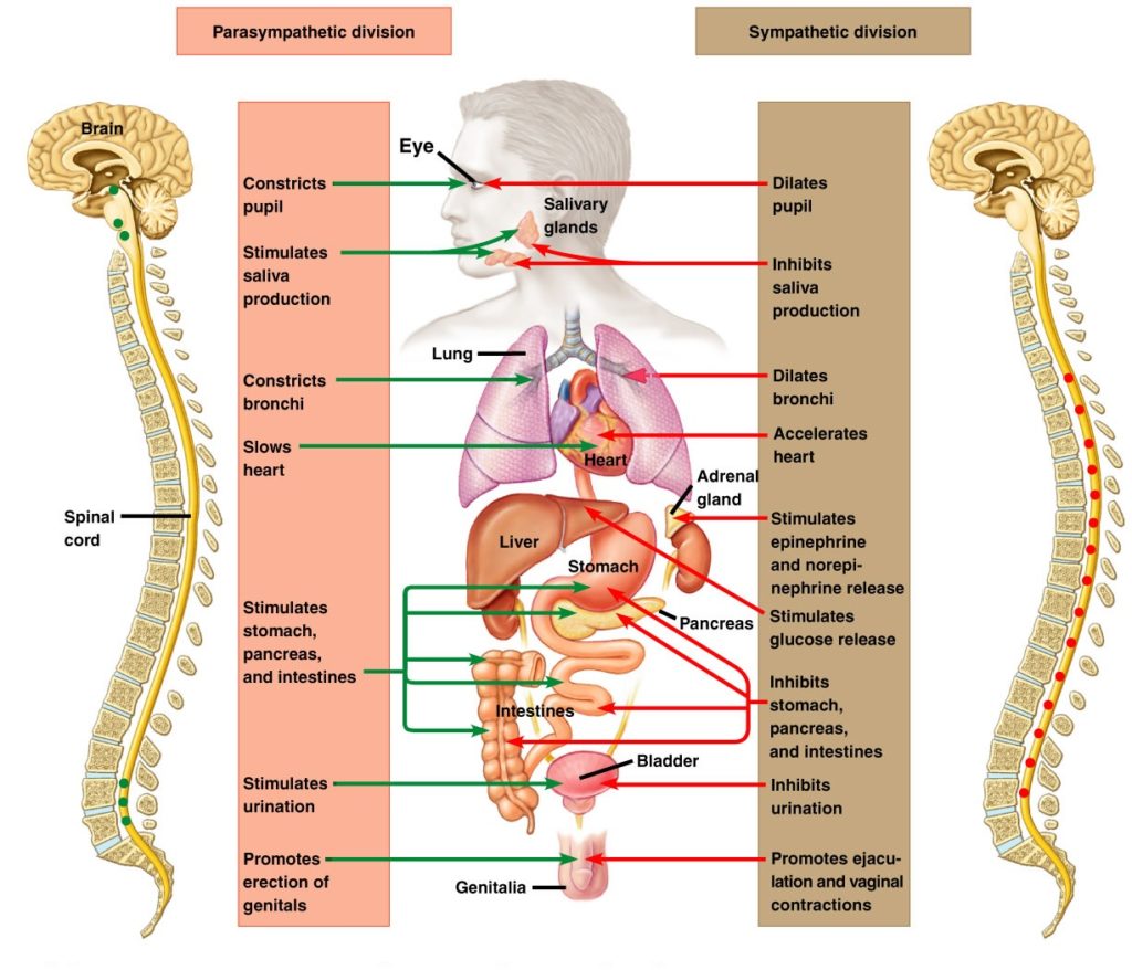 Autonomic Nervous System (ANS) – Earth's Lab