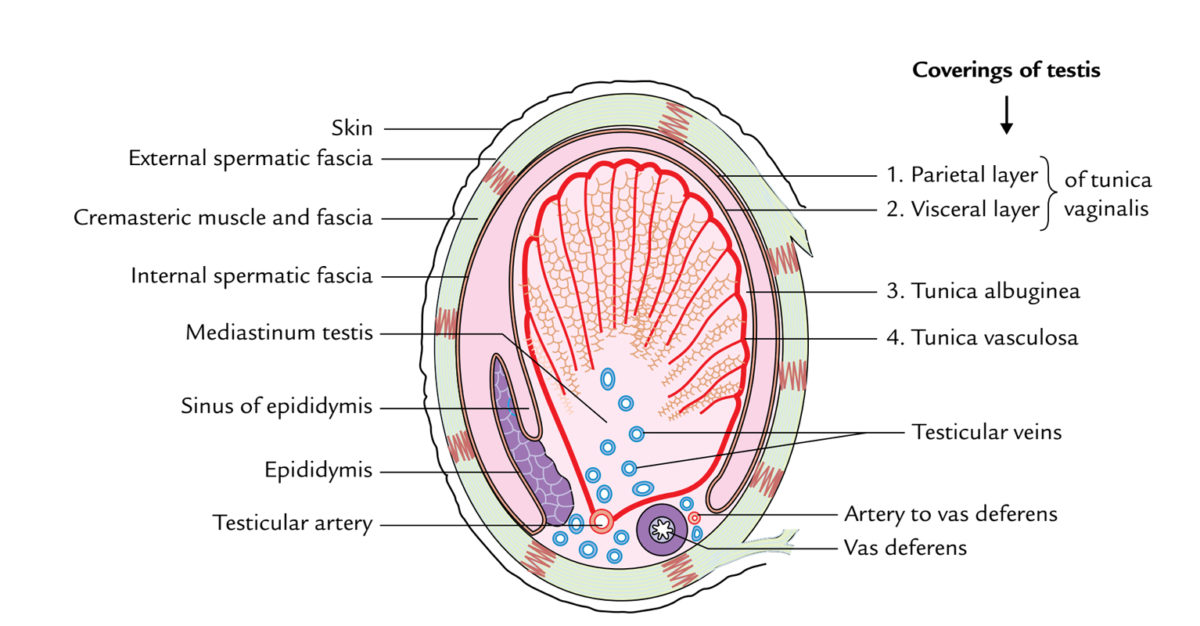 Testis and Epididymis Anatomy – Earth's Lab