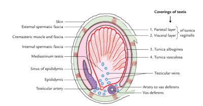 Testis and Epididymis Anatomy – Earth's Lab