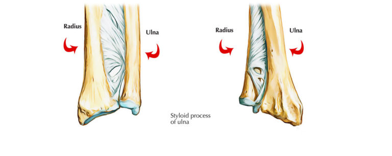 Ulna Bone Anatomy – Earth's Lab