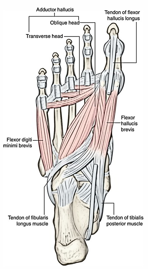 Adductor Hallucis – Earth's Lab