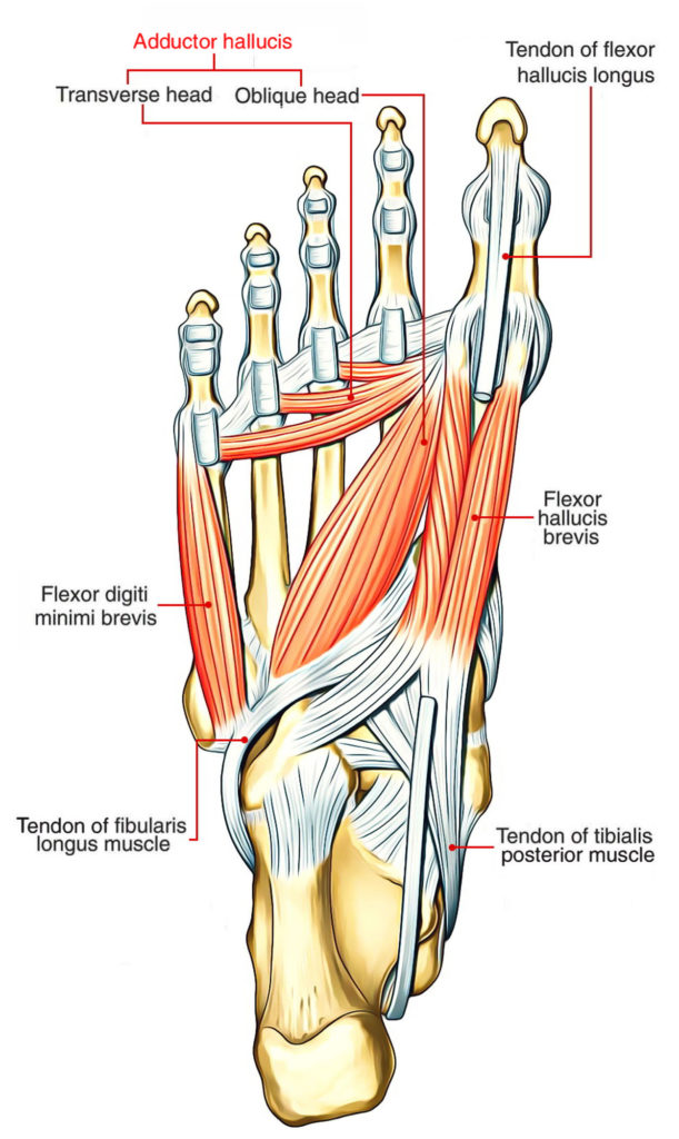 Adductor Hallucis Earths Lab