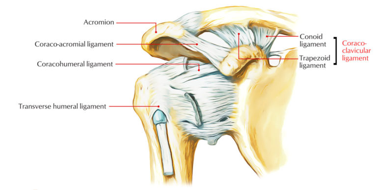 Coracoclavicular Ligament – Earth's Lab