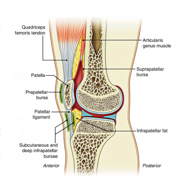 Inrapatellar Bursae – Earth's Lab