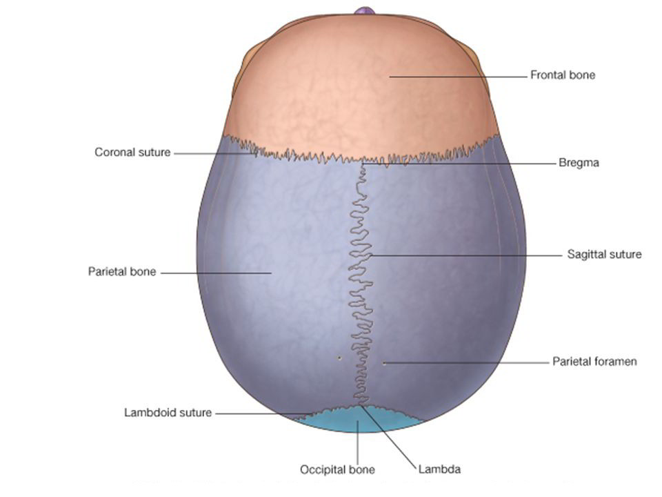Norma Verticalis – Earth's Lab