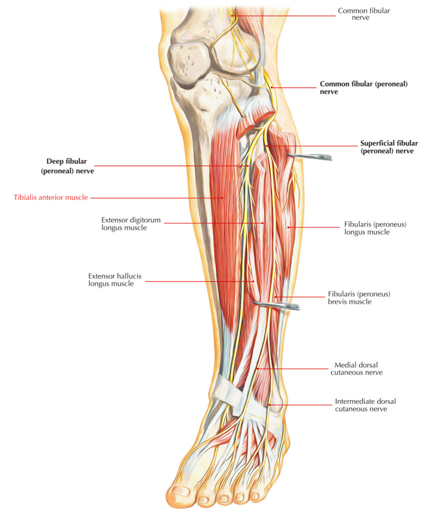 Tibialis Anterior – Earth's Lab