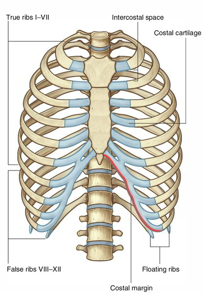 Intercostal Space and its Contents and Relations | Earth's Lab