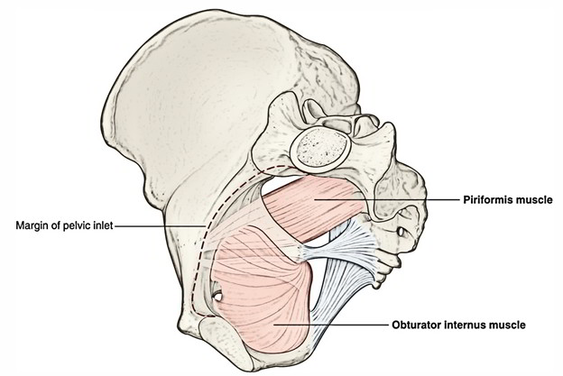 Piriformis – Earth's Lab