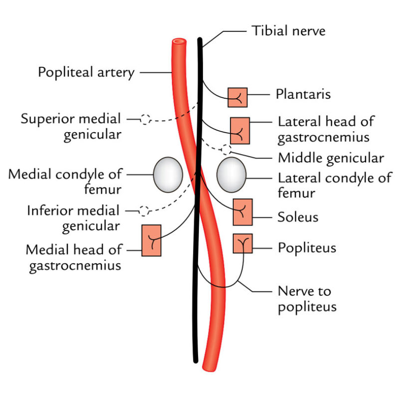 Gastrocnemius (Triceps Surae) – Earth's Lab