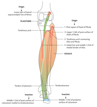 Gastrocnemius (Triceps Surae) – Earth's Lab