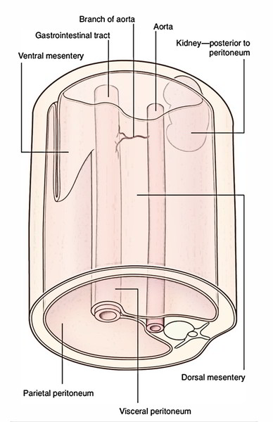 Easy Notes On 【Peritoneum】Learn in Just 4 Minutes!