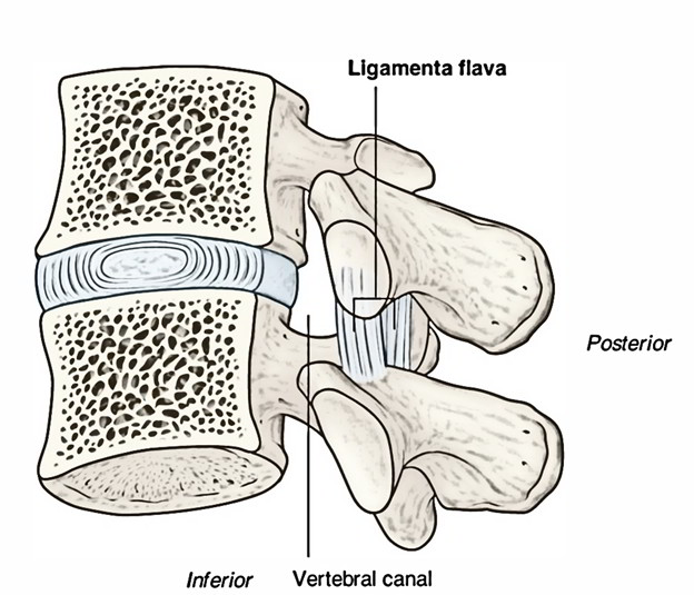 Ligamenta Flava – Earth's Lab