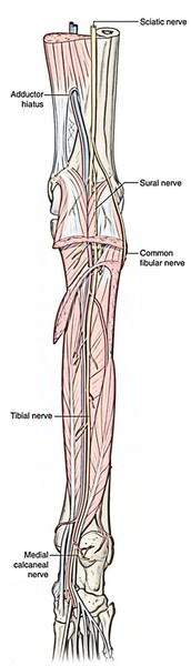 Sural Nerve - Origin, Insertion, Fucntions and Clinical Significance ...