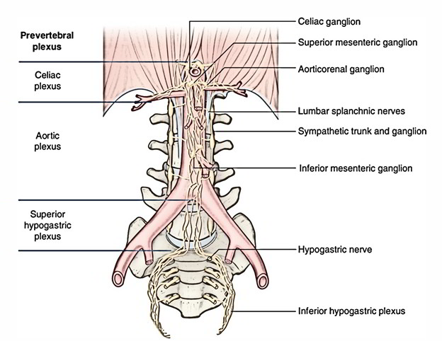 Easy Notes On 【Celiac (Solar) Plexus】Learn in Just 3 Minutes!