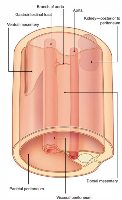 Peritoneum – Earth's Lab
