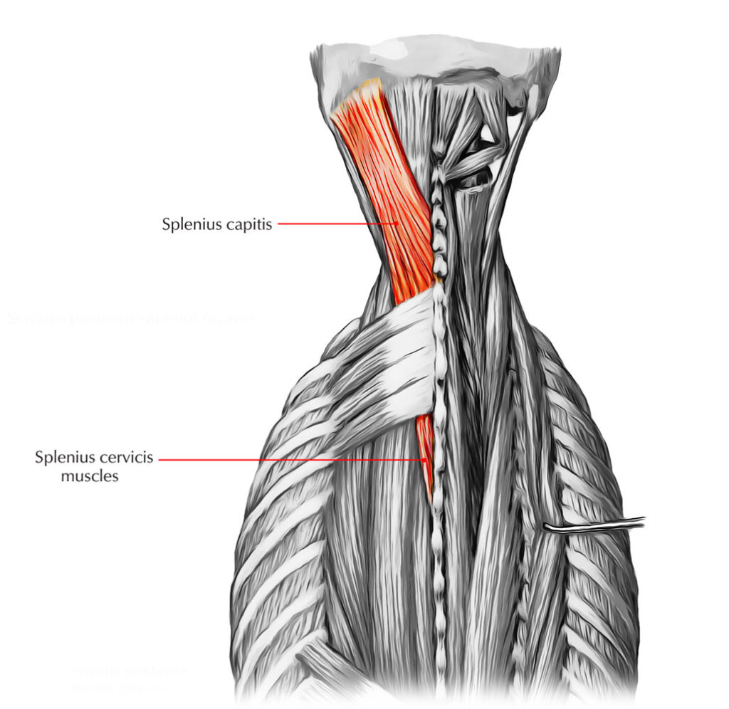Back Muscles – The Muscles of the Back – Earth's Lab