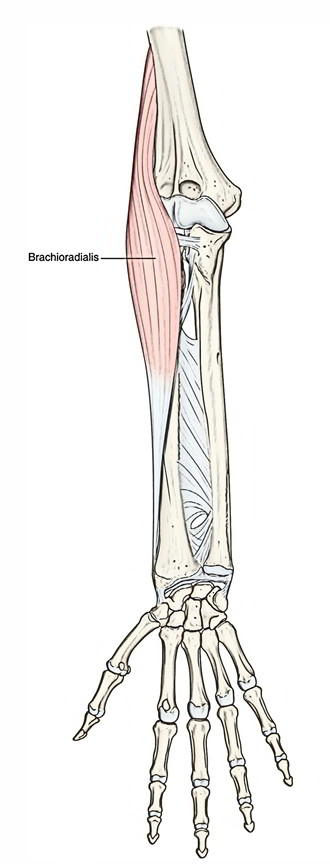 Brachioradialis - Insertion, Attachments, Activities and Nerve Supply ...