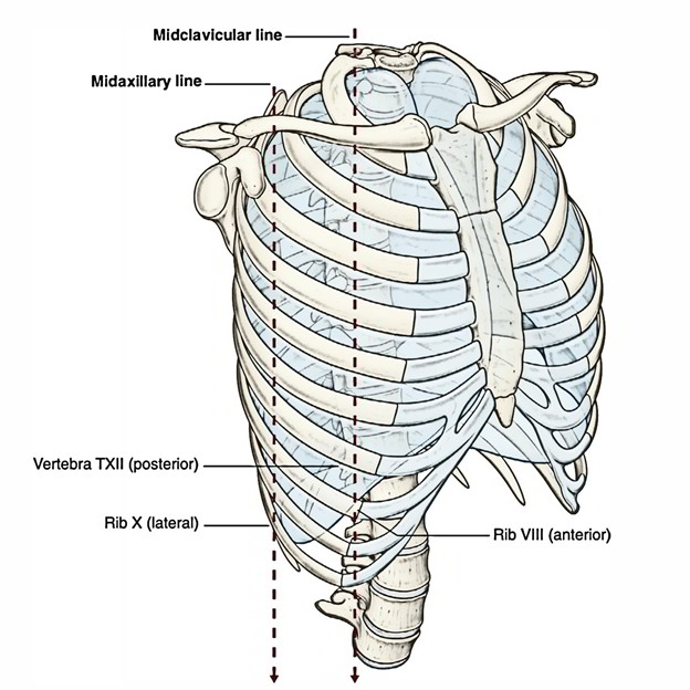 Anterior Axillary Line