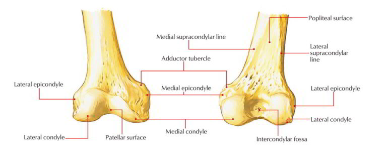 Medial Condyle – Earth's Lab