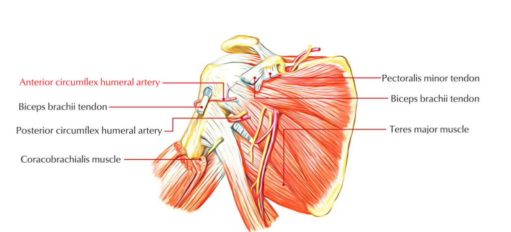 Anterior Circumflex Humeral Artery – Earth's Lab