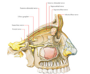 Anterior Ethmoidal Nerves – Earth's Lab