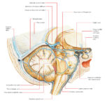 Cerebral Veins – Earth's Lab