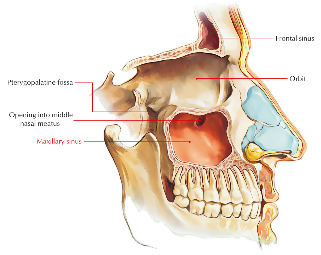 How Do You Drain Maxillary Sinuses Best Drain Photos Primagem Org How Do You Drain Maxillary Sinuses Best Drain Photos Primagem Org